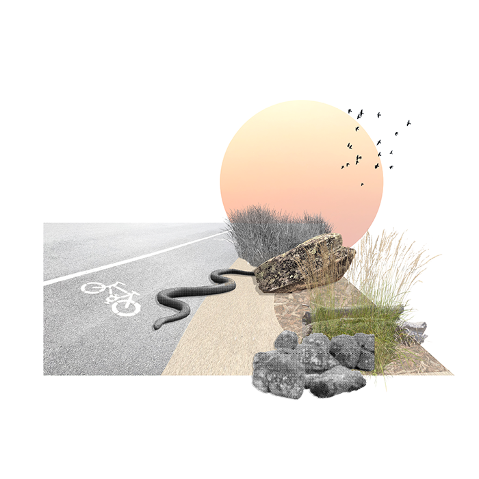 "More than Human" Exhibition » Town of Victoria Park Library